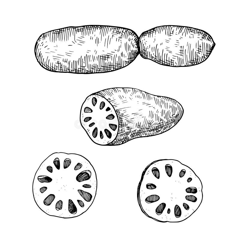 Ink Drawing of Lotus Root. Vector Black and White Illustration. Stock ...