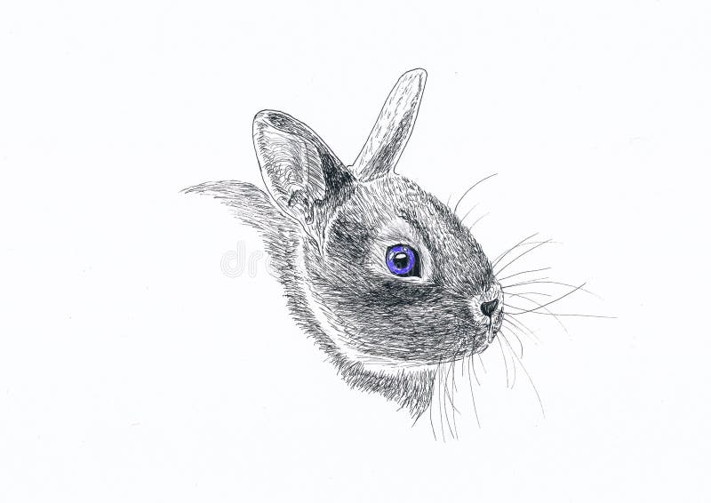 Ink Drawing Portrait of a Dwarf Rabbit Stock Illustration ...