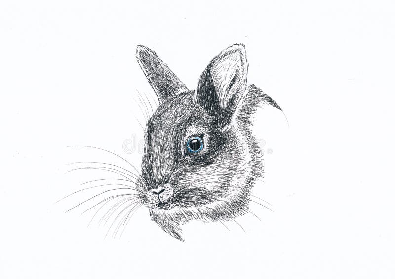 Ink Drawing Portrait of a Dwarf Rabbit Stock Illustration ...