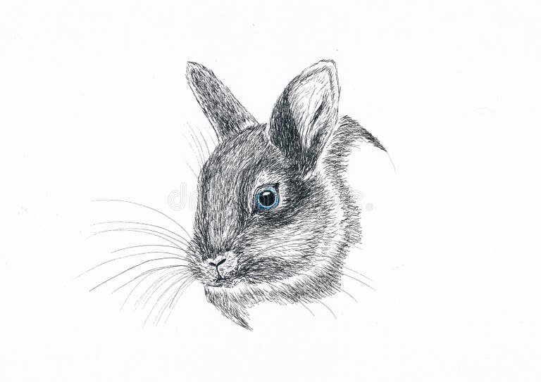 Ink Drawing Portrait of a Dwarf Rabbit Stock Illustration ...