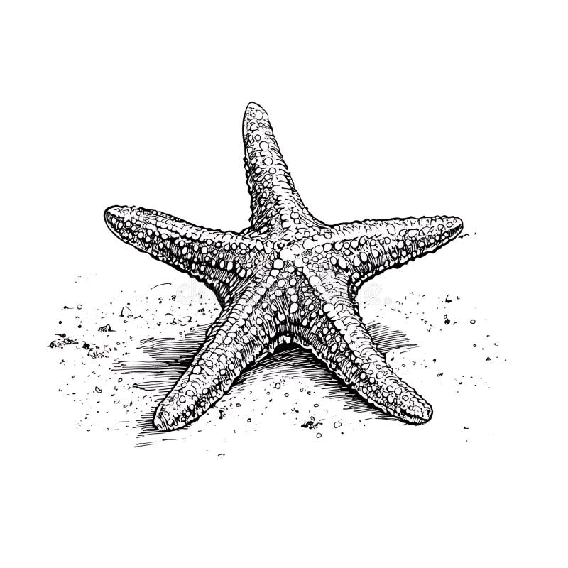 Ink Drawing of a Starfish on Sand Ink Sketch Stock Illustration ...