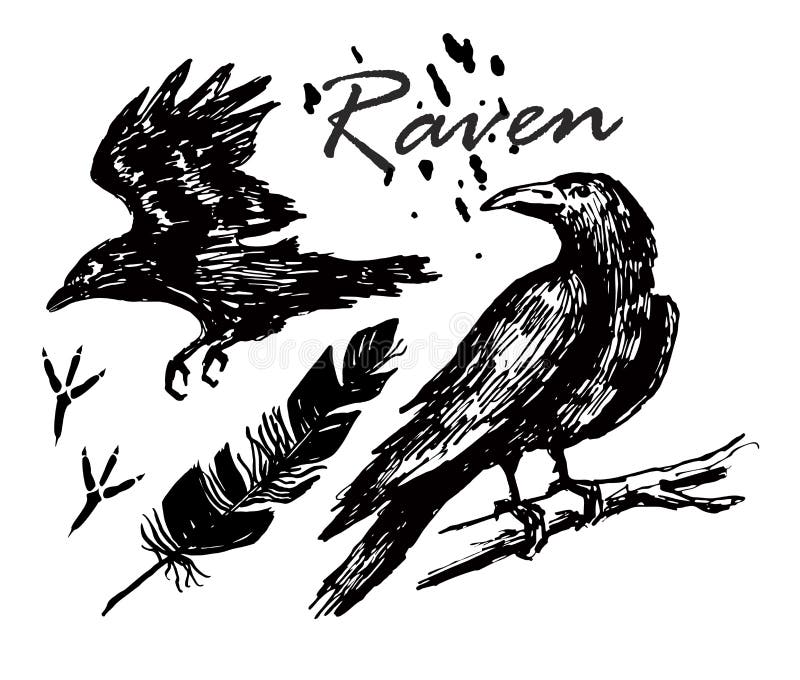 Flying Raven Stock Illustrations – 2,774 Flying Raven Stock ...