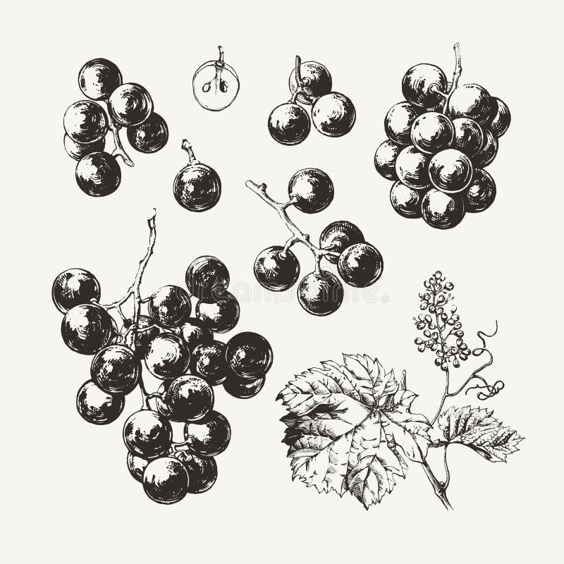 Ink Drawing Grapes Stock Illustrations – 1,651 Ink Drawing Grapes Stock ...