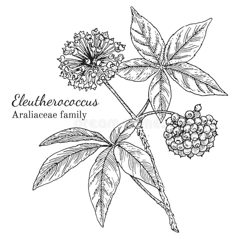 Eleuthero Herb Stock Illustrations – 80 Eleuthero Herb Stock ...