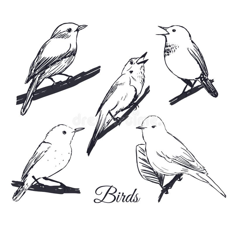 Ink Hand Drawn Birds Collection Stock Vector - Illustration of animal ...