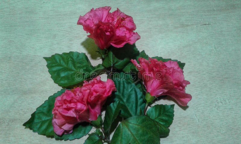 Hibiscus Horizontal Shoot Stock Photos - Free & Royalty-Free Stock ...