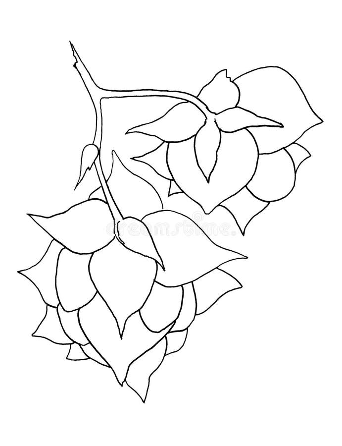 Hop Diagram Stock Illustrations – 229 Hop Diagram Stock Illustrations ...