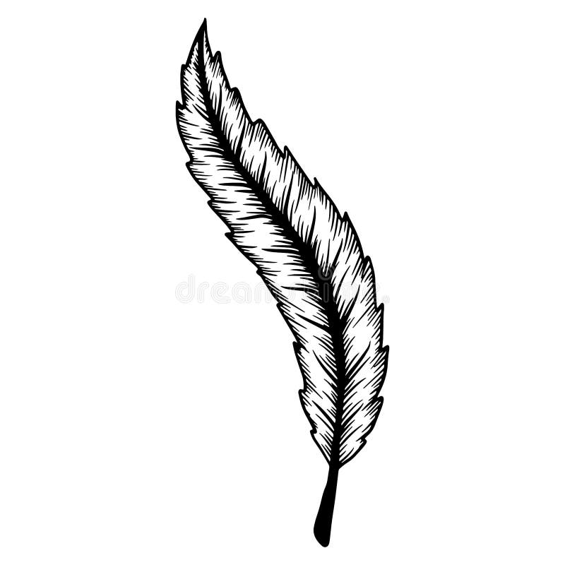 Ink Line Drawn Leaf Outline Illustration Element Isolated. Vector ...