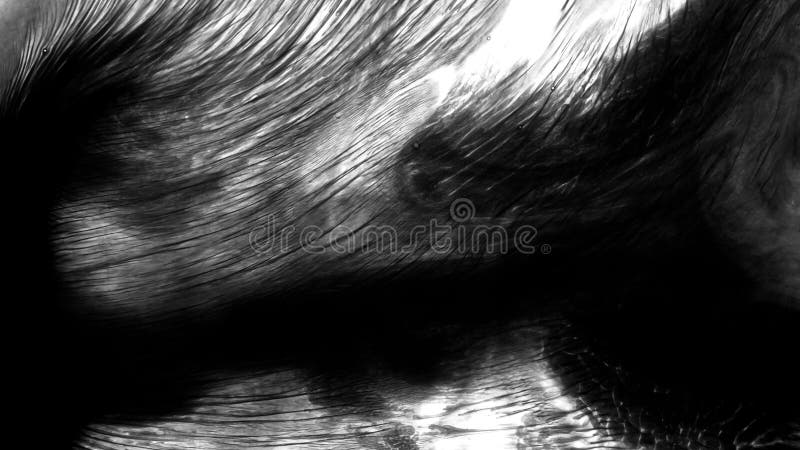 Ink Mask Luma Matte Effect stock footage. Video of white - 152580410