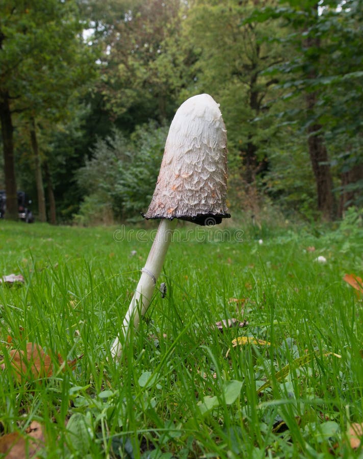 2,241 Ink Mushroom Stock Photos - Free & Royalty-Free Stock Photos from ...