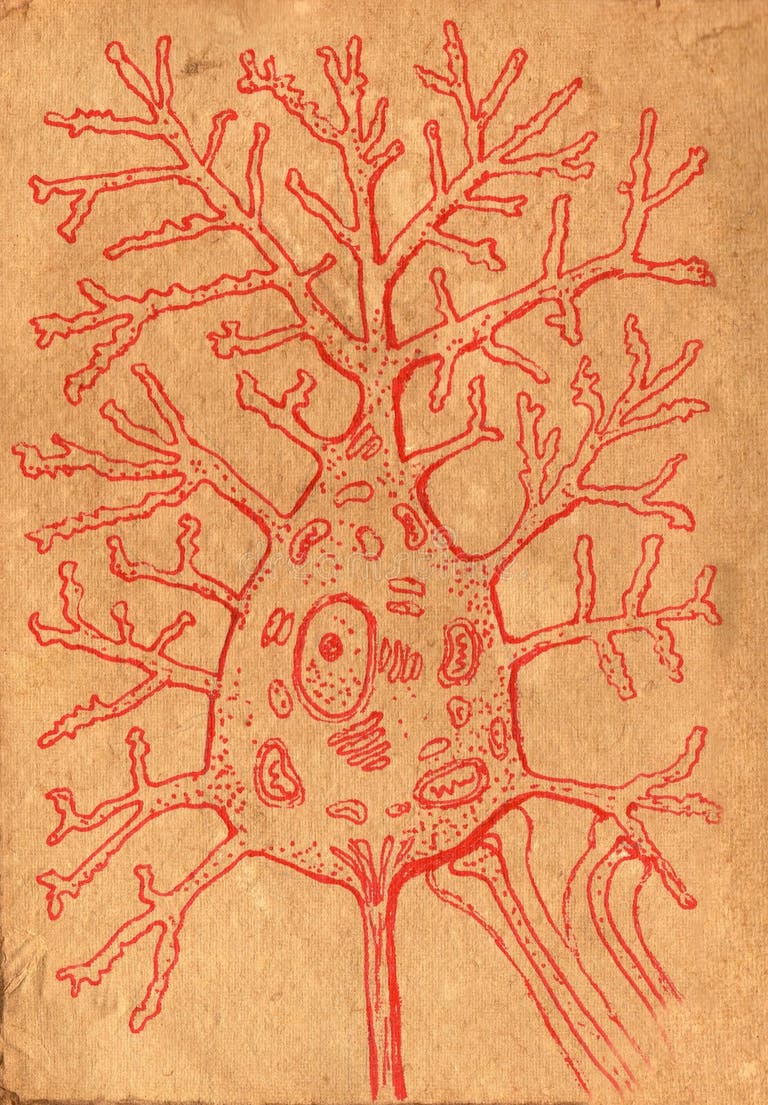 228 Structure Motor Neuron Anatomy Neuron Brain Stock Photos - Free ... 228 Structure Motor Neuron Anatomy Neuron Brain Stock Photos - Free ...