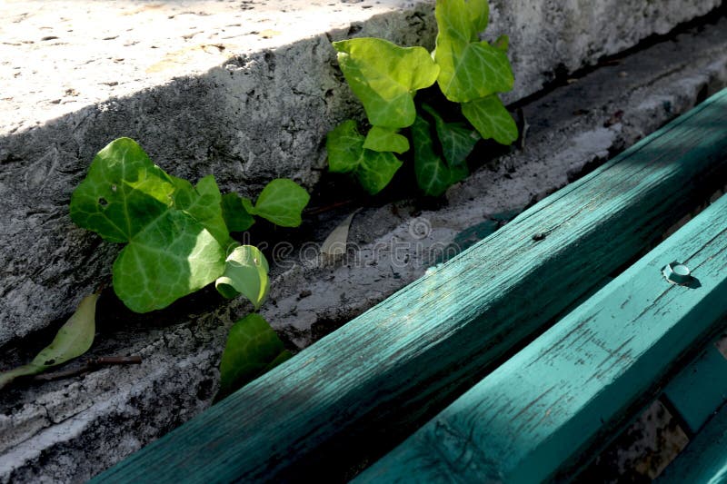 An Ink Plant Grew in a Hole Stock Image - Image of nature, wood: 318948839