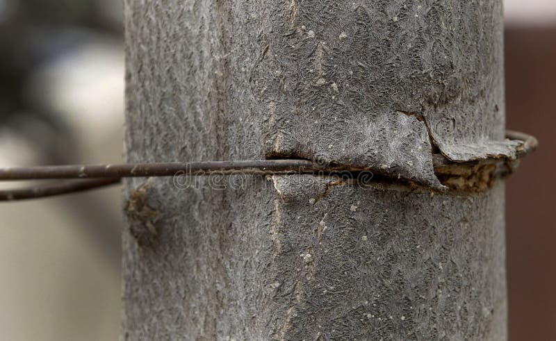 An Ink Plant Grew in a Hole Stock Image - Image of flower, wildflower ...