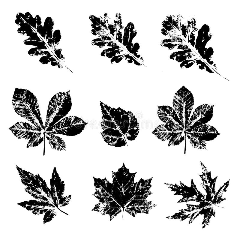 Ink Print Leaves. Black Ink Prints of Leaves of Trees and Bushes Stock ...