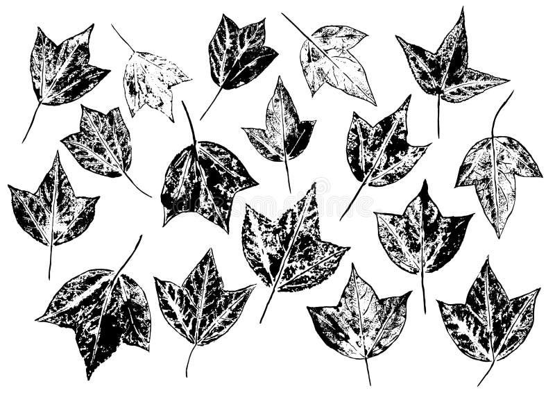 Ink Prints of Natural Three-point Leaves on White Background Stock ...