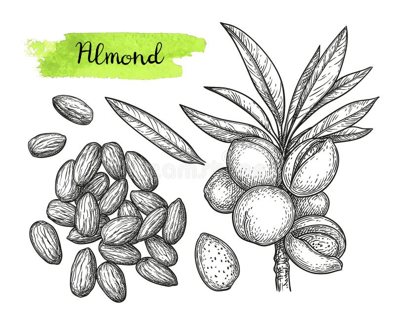 Ink Sketch Of Almond Stock Vector Illustration Of Branch 113486409