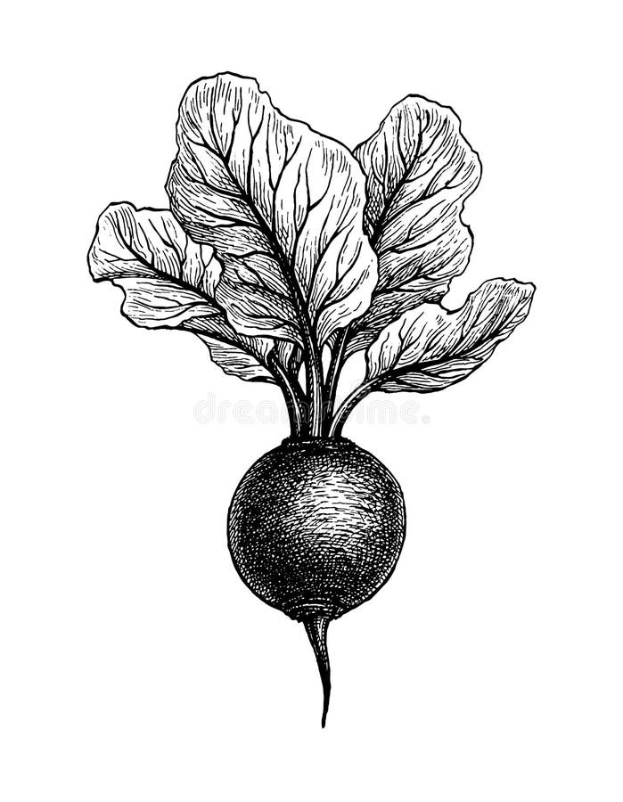 Beet Illustration