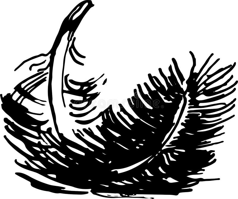 Ink Sketch of Black Swan Feathers Vector Isolated Hand Drawn Stock ...