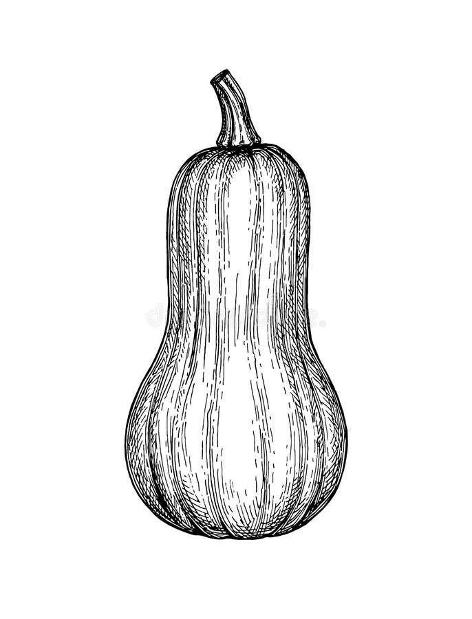 Squash Stock Illustrations – 90,911 Squash Stock Illustrations, Vectors ...