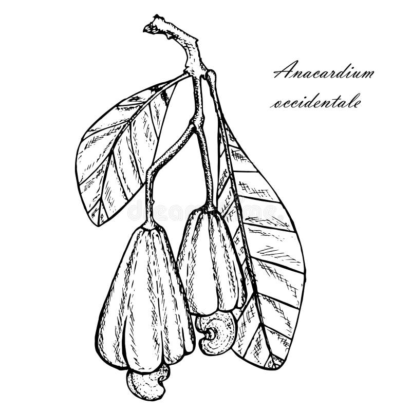 Ink Sketch of Cashew Tree Branch with Leafs, Nuts Stock Vector ...