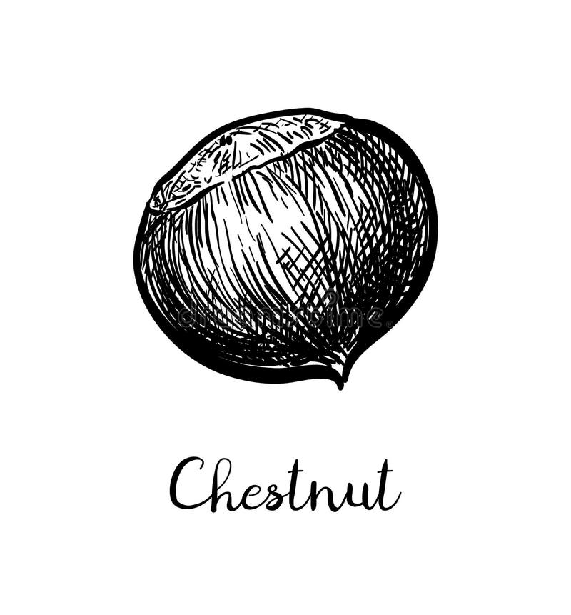 Ink sketch of chestnut. stock vector. Illustration of food - 166662886