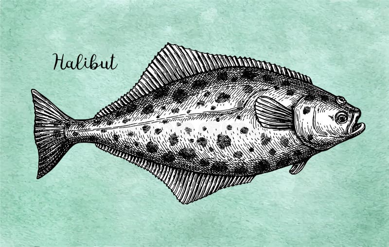 Halibut hand drawn icon stock vector. Illustration of animal - 128724095