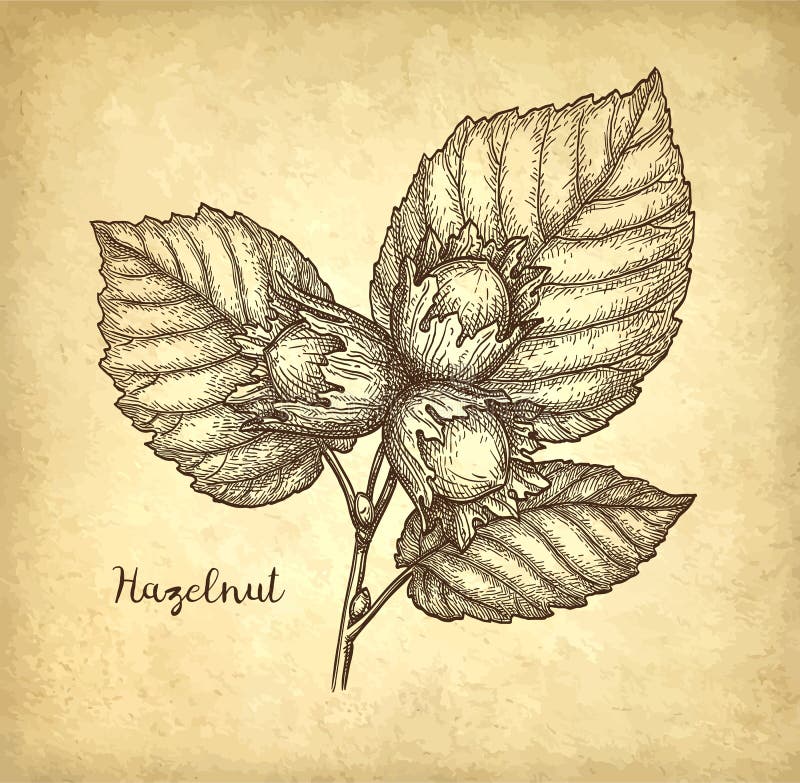 Ink sketch of hazelnut. stock vector. Illustration of hazelnut - 122441958