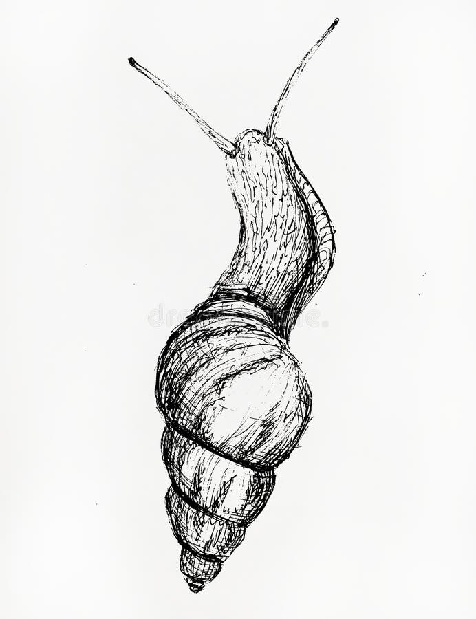 Ink sketch of the snail stock photo. Image of digital - 219272970