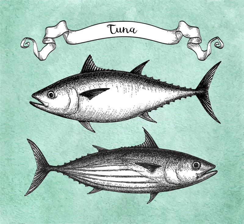 Ink sketch of tuna. stock vector. Illustration of cuisine - 127134841 Ink sketch of tuna. stock vector. Illustration of cuisine - 127134841