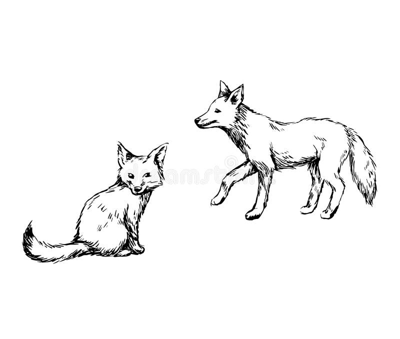 Ink sketches of fox vector stock vector. Illustration of drawn - 136114443
