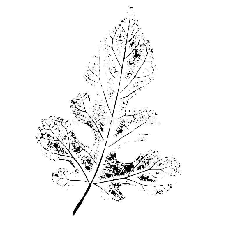 Ink Stamp of a Leaf. Object Isolated on White Stock Image - Image of ...