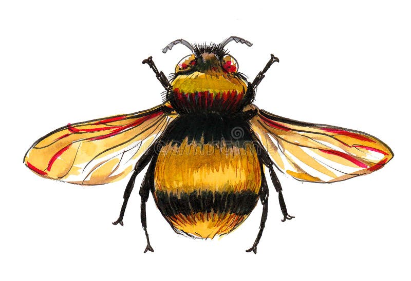 Bumblebee stock illustration. Illustration of nature - 101440821