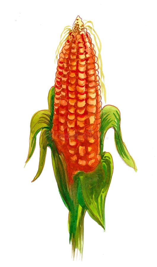 Corn crop stock illustration. Illustration of watercolor - 269372455