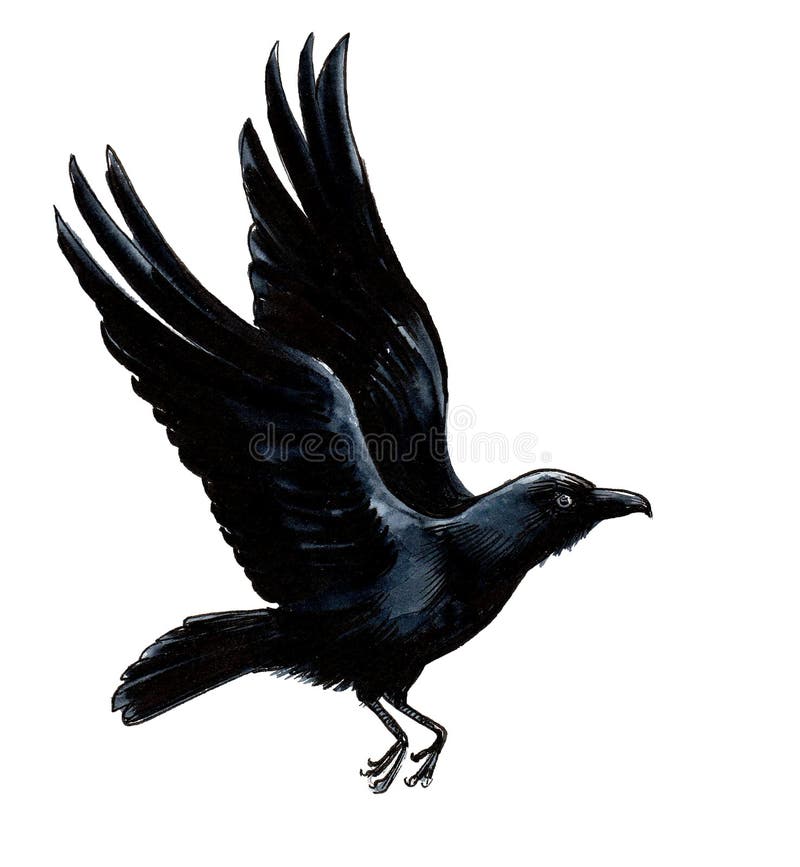 Flying crow stock illustration. Illustration of bird - 238758760