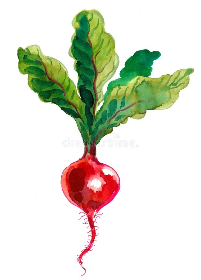 110 Beet Sketch Stock Photos - Free & Royalty-Free Stock Photos from ...