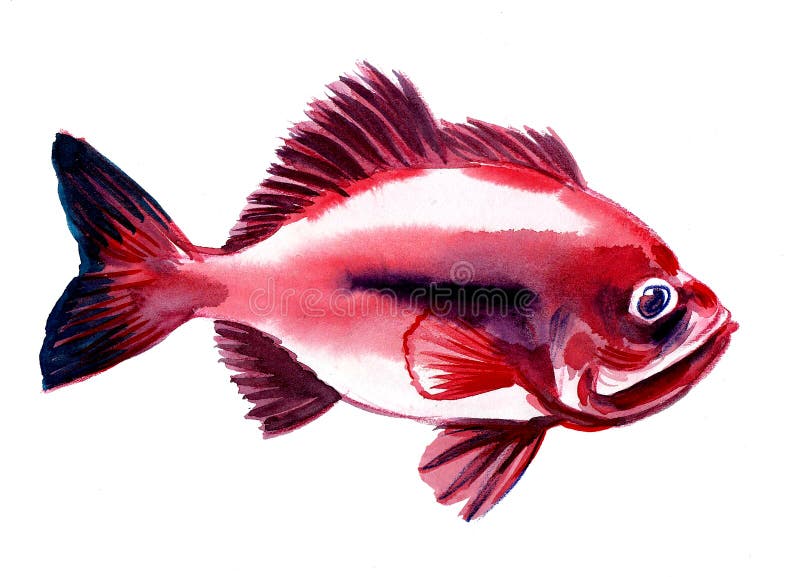 Red fish stock illustration. Illustration of drawing - 262150526