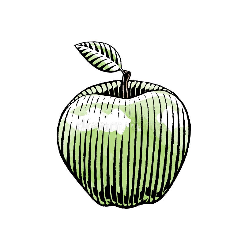 Ink and Watercolor Sketch of an Apple Stock Vector - Illustration of ...
