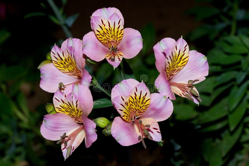 Inkalilien Alstroemeria stockfoto. Bild von lilie, schande - 34633626