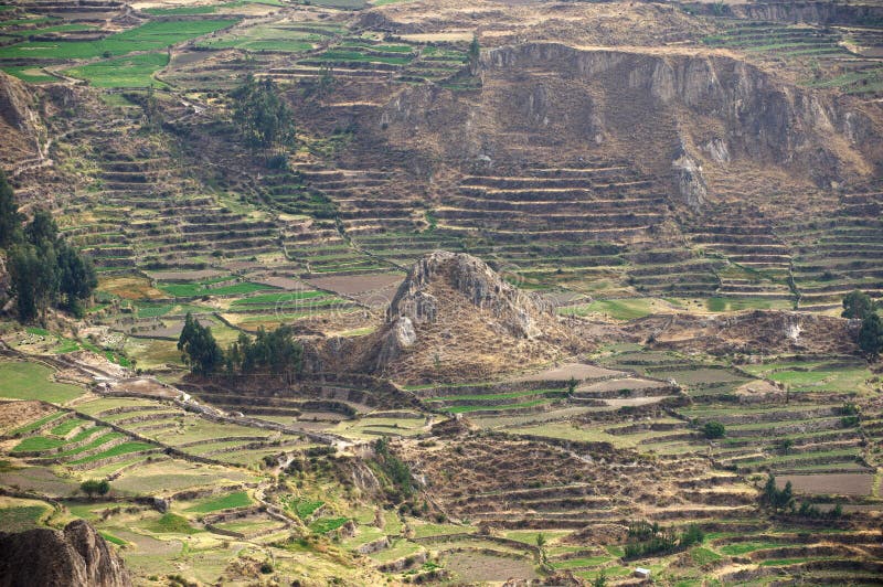 Inkas teracces stock photo. Image of bush, terrace, house - 22291604