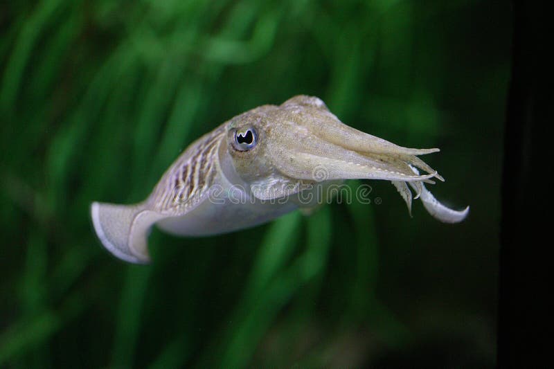 Inktvissen (Sepia) In Duidelijk Blauw Water Stock Afbeelding ...