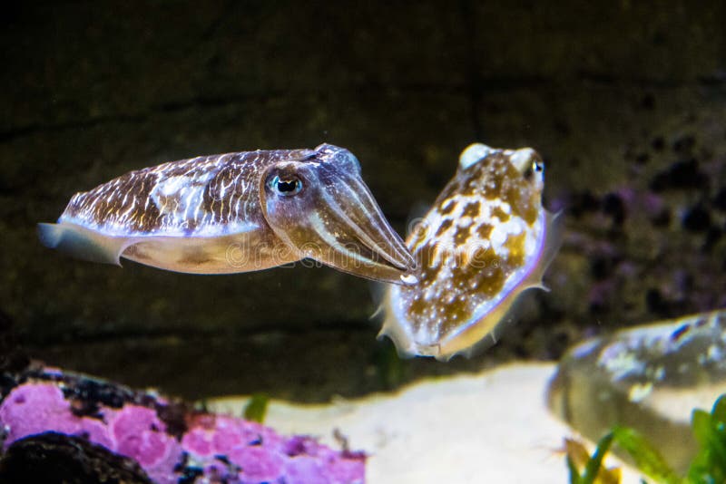 Inktvissen stock afbeelding. Image of aquarium, tentakels - 113649343