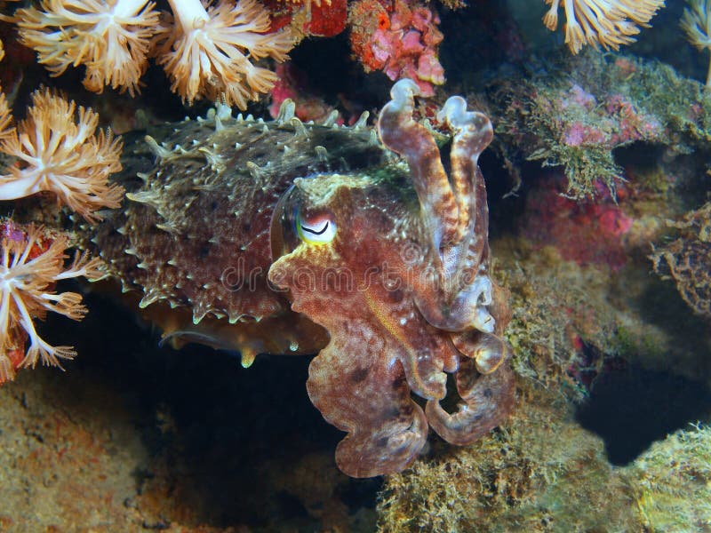 Inktvissen stock foto. Image of wereld, overzees, koraal - 133538256