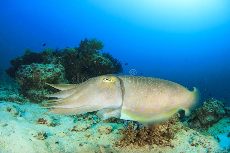 Inktvissen stock afbeelding. Image of aquarium, tentakels - 113649343
