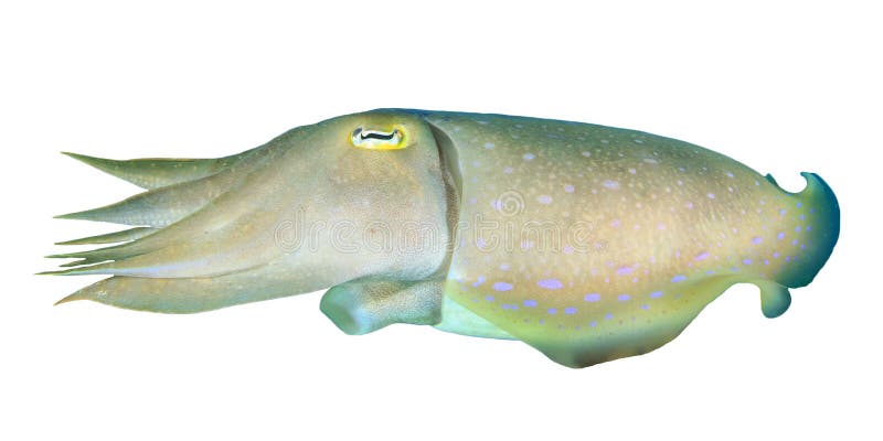 Inktvissen stock afbeelding. Image of oceaan, thailand - 39669083