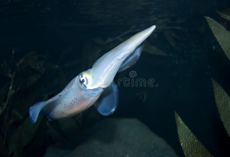 Inktvissen stock afbeelding. Image of dier, onderwater - 6615849