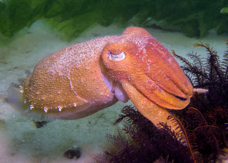 Inktvissen stock afbeelding. Image of octopus, inktvissen - 30527157