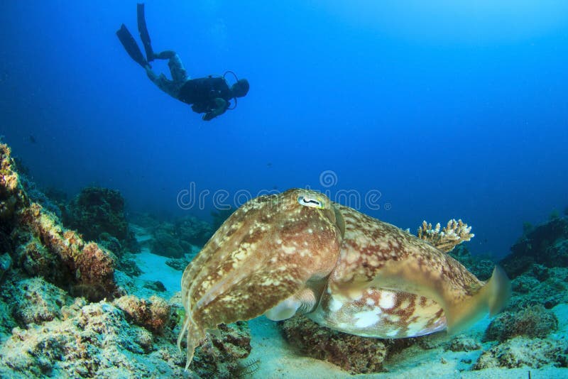 Inktvissen en Scuba-duiker stock afbeelding. Image of vissen - 39669167