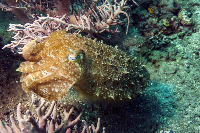 De Inktvissen Van De Ertsader Stock Foto - Image of kleur, oceaan: 7469450