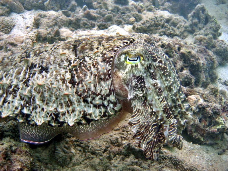 Inktvissen in Vermomming stock foto. Image of overzees - 278234