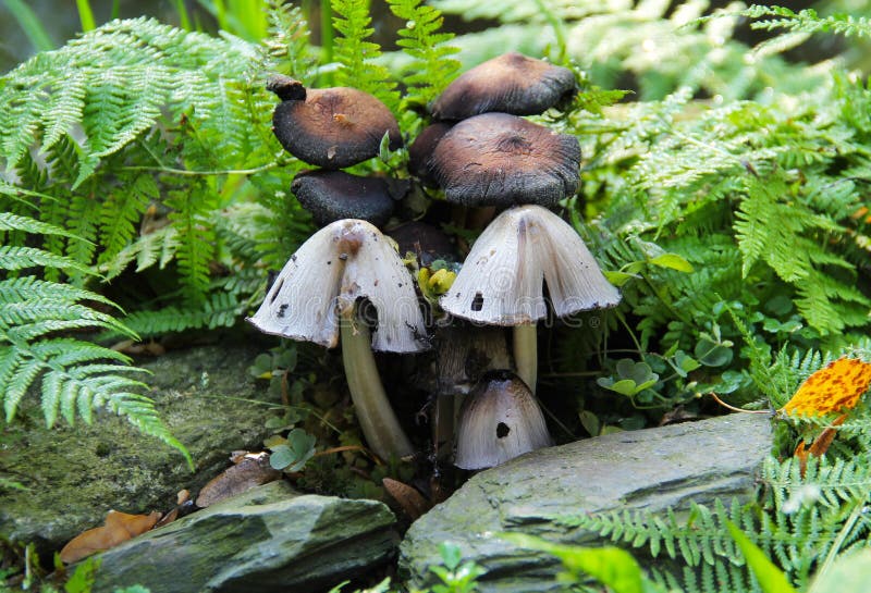 Coprinopsis Atramentaria Or Common Inky Cap Mushroom Stock Photo ...